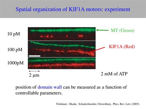 Ppt Cellular Automata Modelling Of Traffic In Human And Biological