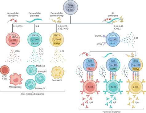 Cd4 T Cells 🔵specialized Subpopulations Of Cd4 T Cells Survey Major