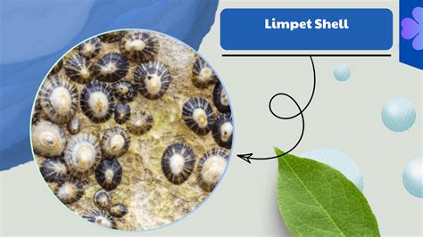 30 Types Of Seashells Pictures And Identification
