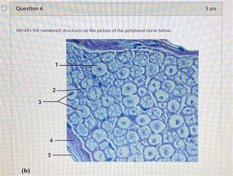 solved identify the numbered structures on the picture of