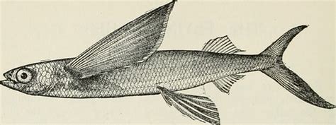Subphylum Vertebrata Flashcards Quizlet