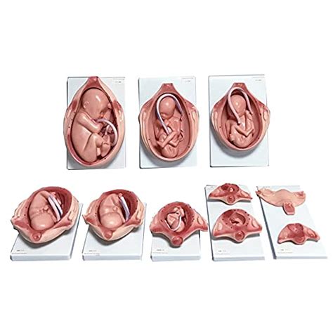 Buy Fetal Growth Development Model Female Anatomical Gestational