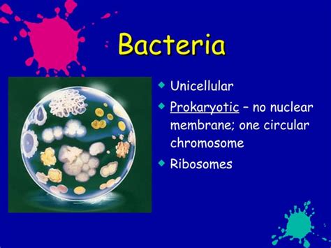 Introduction To Bacteria Structure And Function Pptx