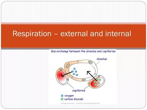 ppt respiration external and internal powerpoint presentation free