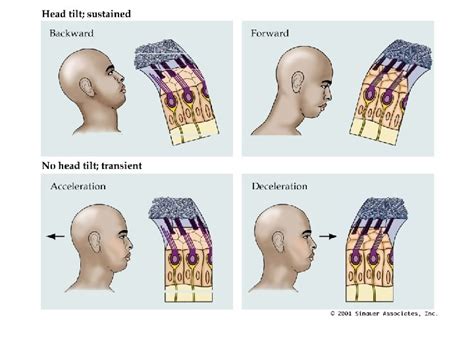 Compensatory Eye Movements John Simpson Functional Classification Of