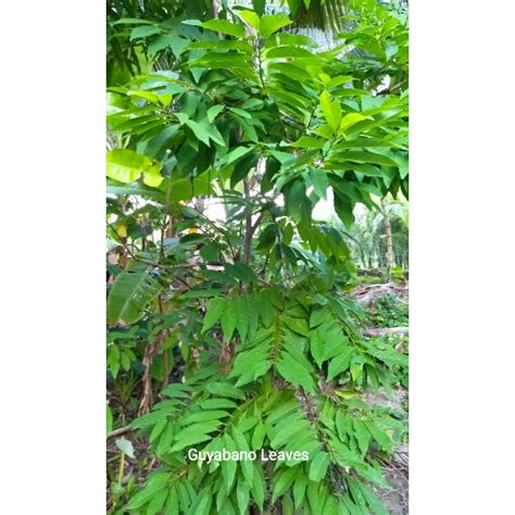 Freshdried Guyabano Leaves 50 Pcs Shopee Philippines