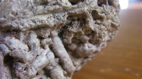 Fossil Worms Fossil ID The Fossil Forum