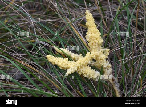 Fuligo Septica Slime Mold Or Slime Mould Known As Scrambled Egg Slime