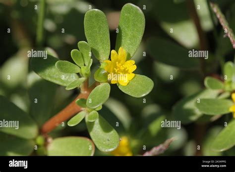 Portulaca Flower A Close Relative Of Common Purslane Also Called