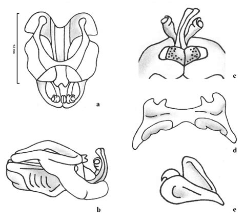Melanoplus Parvus N Sp Males Internal Genitalia Phallic Complex
