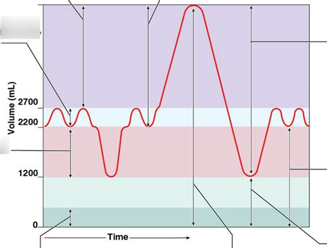 Ccp Anatomy And Physiology Practical 2 Spirogram Diagram Quizlet