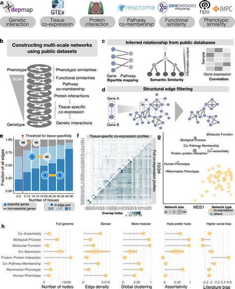 Construction And Characterization Of The Cross Scale Multiplex