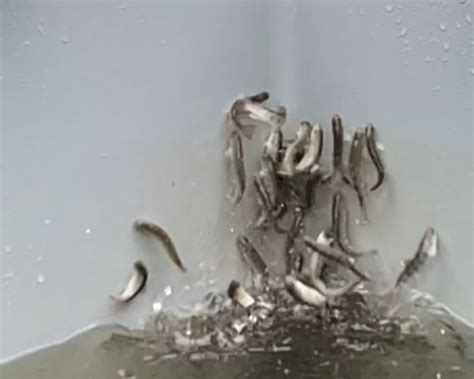 Lachse Springen Panisch Aus Dem Wasser Koks Im Bach Gefunden Mopo