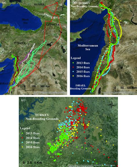 A Poleward Non Breeding Migration Routes Of Eight Tagged Long Legged