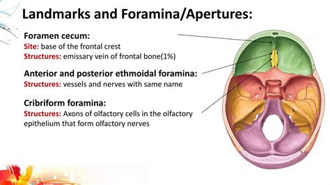 Cranium Anatomy Of Basi Cranium Dural Venous Sinus Pptx