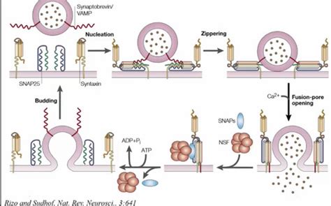 Combinatorial Binding At The Membrane Surface To Promote Membrane