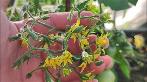 СУПЕР ПОДКОРМКА ПОМИДОР ВО ВРЕМЯ ЦВЕТЕНИЯ ДЛЯ УВЕЛИЧЕНИЯ УРОЖАЯ Томаты Завалят Помидорами