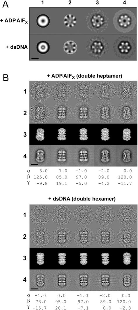 Single Particle Analysis And 3d Reconstruction A Single Particle Download Scientific Diagram
