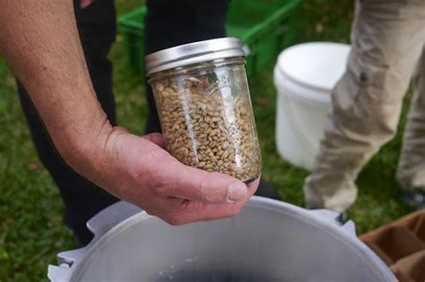 How To Make Mushroom Grain Spawn At Home
