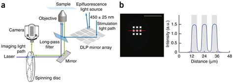 optical interrogation of neural circuits in caenorhabditis elegans
