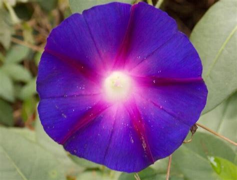 Purple Morning Glory Photo By Alan Wiltsie Plant Leaves Flowers