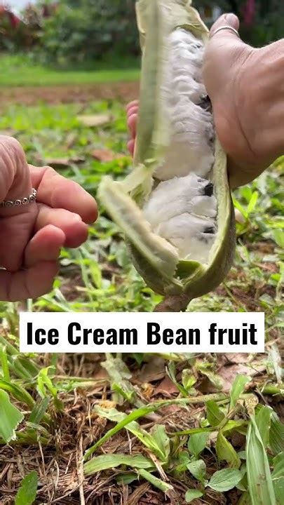 Ice Cream Bean Fruit A Thick Pod With White Fruit Inside Grows On A