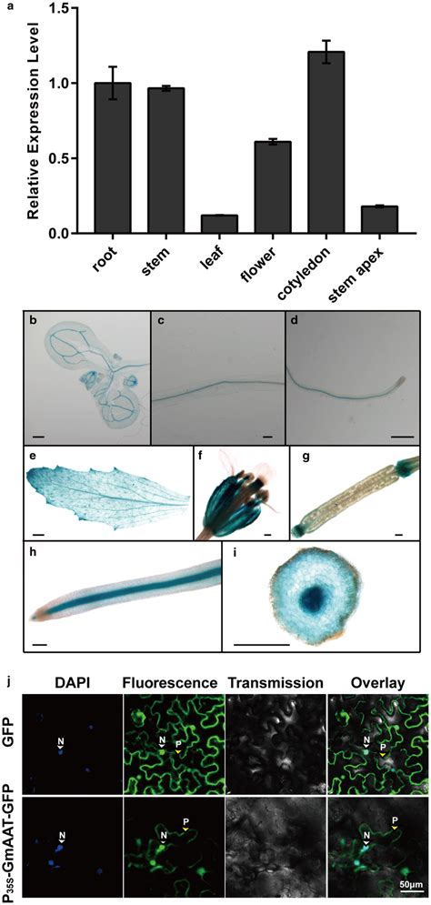 Expression And Subcellular Localization Of Rhg1‐gmaat A The