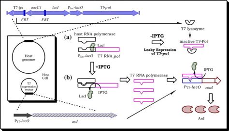 The Terminator Sequence Of The T7 Promoter Genspark