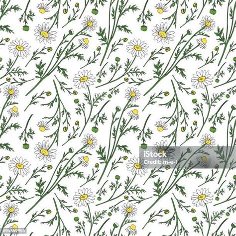 카모마일 야생 필드 꽃 흰색 배경 식물 손으로 그린 데이지 스케치 벡터 낙서 그림 디자인 패키지 차 화장품 약 직물 직물에 대 한 완벽 한 패턴에 고립 0명에 대한 스톡