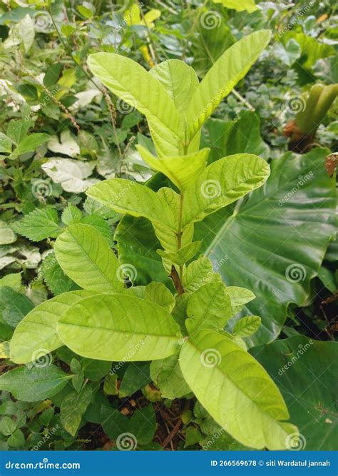The Mini Guava On The Tree Can Be Picked Stock Image 253131667