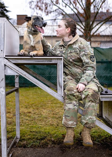 Dvids Images K9s In Action Image 15 Of 37