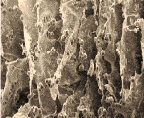 Sem Images Filler Scaffold Prepared Using Freeze Drying Technique Download Scientific Diagram