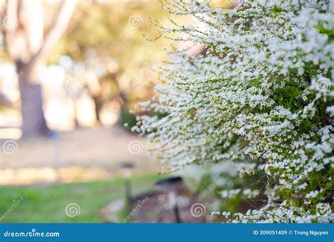 Landscaping Front Yard Edging Grassy Lawn And Blossom Thunberg Spirea Bush Blossom Flurry Of