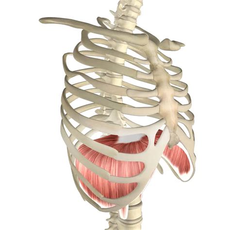 Fibermyalgia Symptoms Fibermyalgia Symptoms