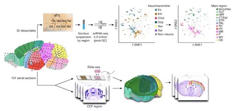 unlocking the mysteries of the mammalian brain a comprehensive atlas
