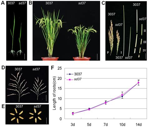 The Rice Semi Dwarf Mutant Sd37 Caused By A Mutation In Cyp96b4 Plays An Important Role In The