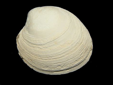 Fl And Usa Fossil Bivalves Florida Seashells And Fossils Specimen Shells And Fossil Shells