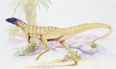 Lesothosaurus Pictures And Facts The Dinosaur Database