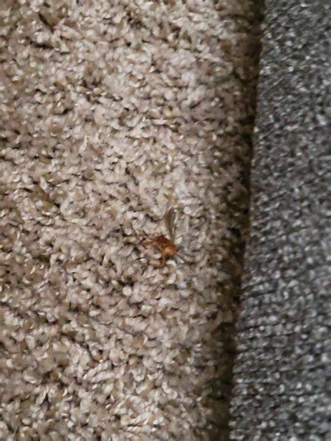 Is This A Robber Fly Ritsarobberfly