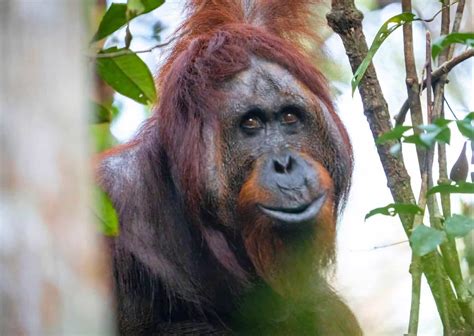 Meet The Orangutans Of Sebangau Borneo Nature Foundation