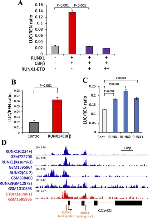 c11orf21 a novel runx1 target gene is down regulated by runx1 eto pmc