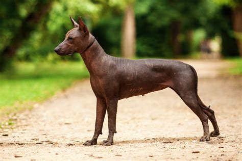What Breed Is The Dog From Coco The Fascinating Mexican Breed Dogster
