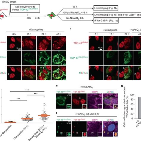 Cytoplasmic Tdp 43 Phase Separation And Liquid To Gelsolid Transition