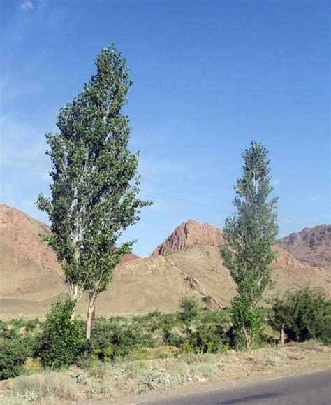 Populus Trichocarpa Salicaceae Resna
