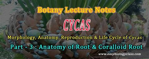 Cycas Coralloid Root Diagram Easybiologyclass