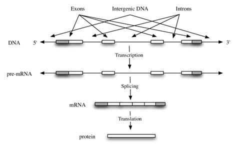 Structure Of A Gene Download Scientific Diagram