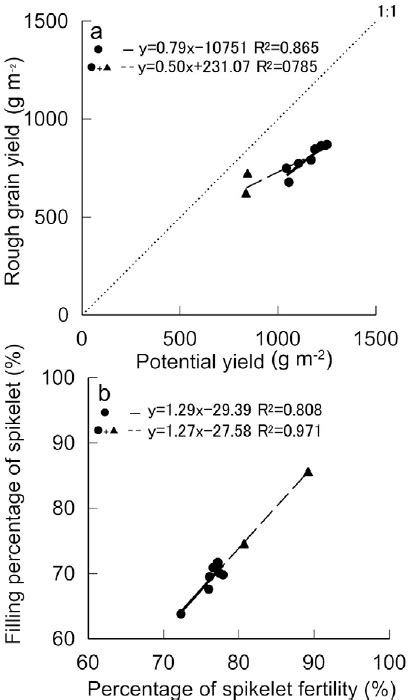 Relationships A Between Rough Grain Yield And Potential Grain Yield