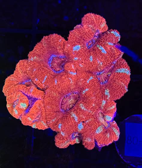 Wysiwyg Red Acan Lord Live Coral Frag Sps Lps For Reef Aquarium Tank