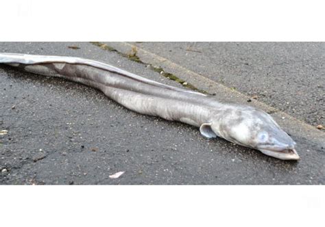 Economie Un Congre échoue Sur Le Trottoir