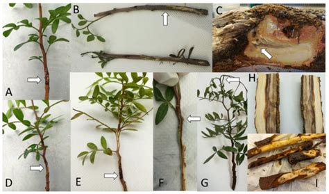 Species Of The Genera Neopestalotiopsis And Alternaria As Dominant